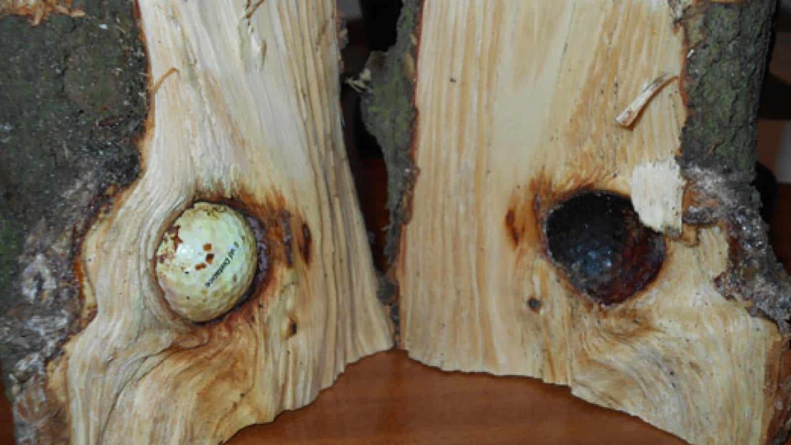 North East: Lost ball discovered inside tree - National Club Golfer ...