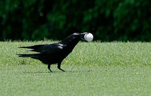 North East: Crow crime wave continues - National Club Golfer | National ...