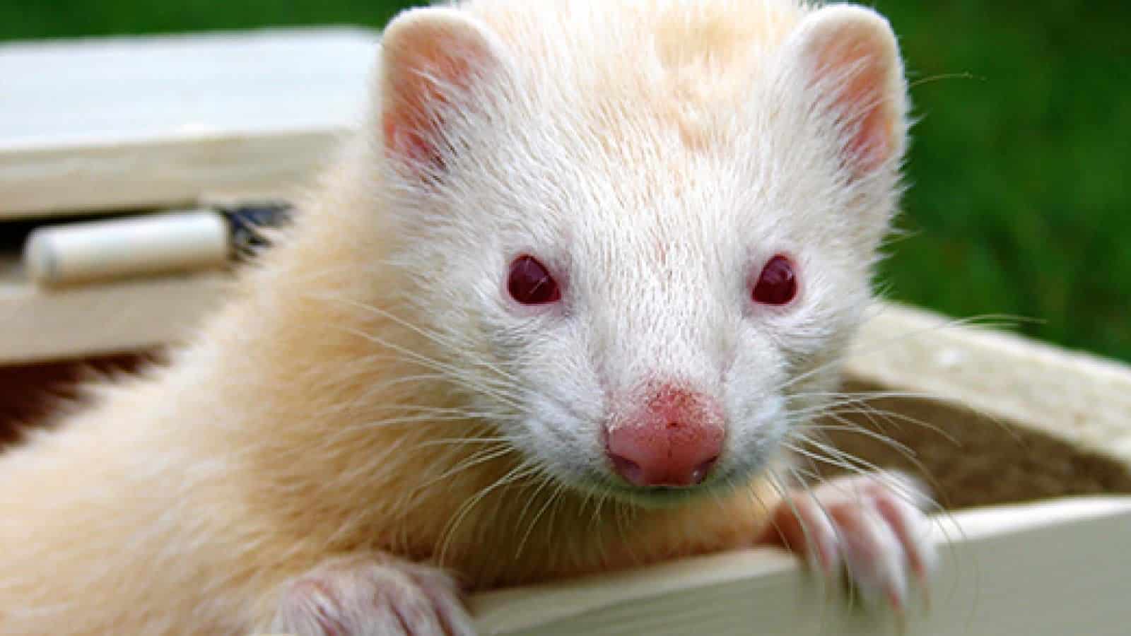 NCG's Golf Glossary: The Ferret and Golden Ferret in Golf | National ...