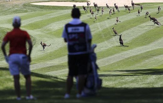 Top 10: Animal encounters in golf - National Club Golfer | National ...