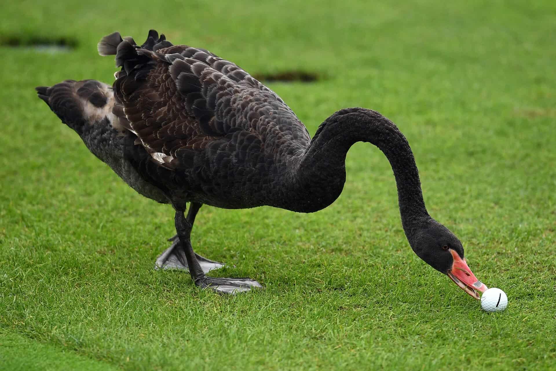 Ball moved by an animal? Here's how the Rules of Golf can help - NCG ...
