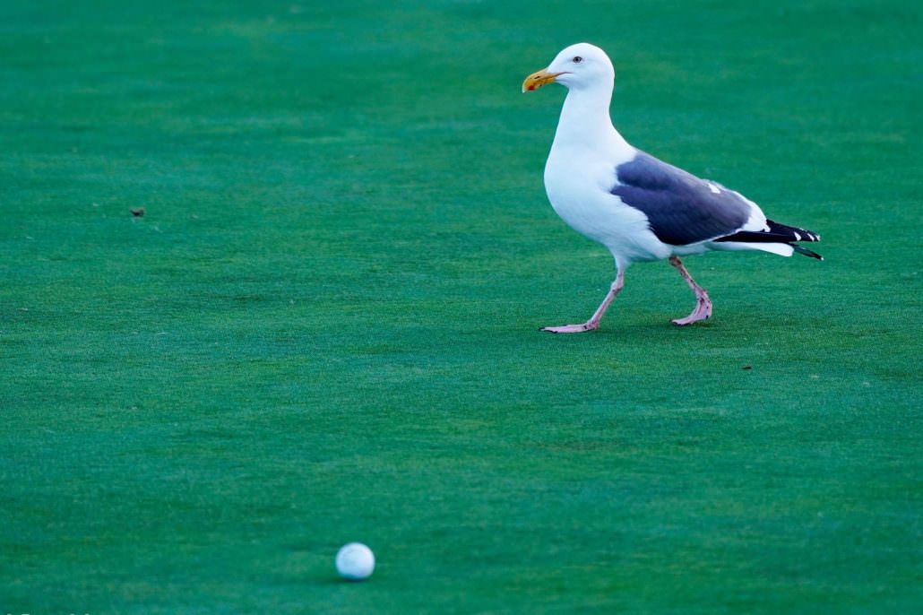 Animal moves golf ball rule: How is it dealt with? - National Club ...