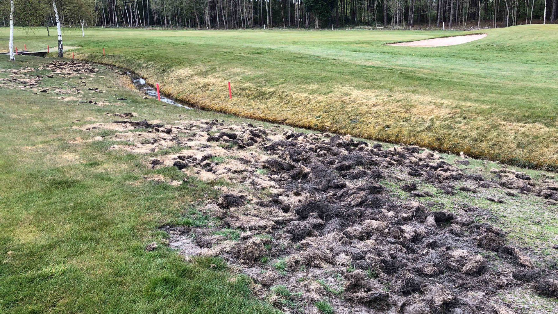 What damage do chafer grubs cause to your golf course? - National Club ...