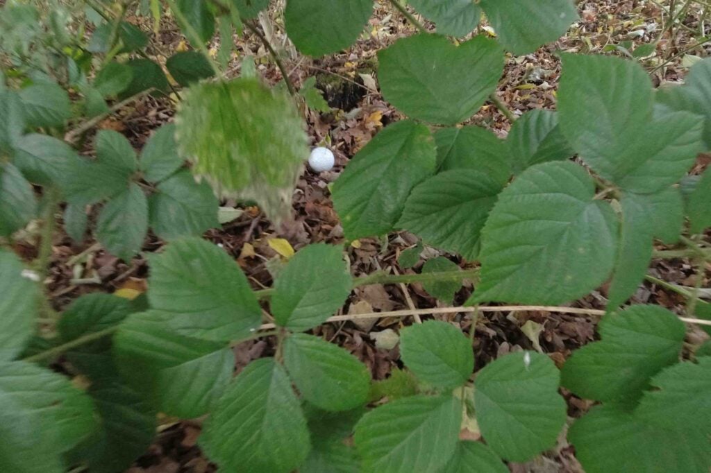 Embedded ball rule: All you need to know about a plugged ball