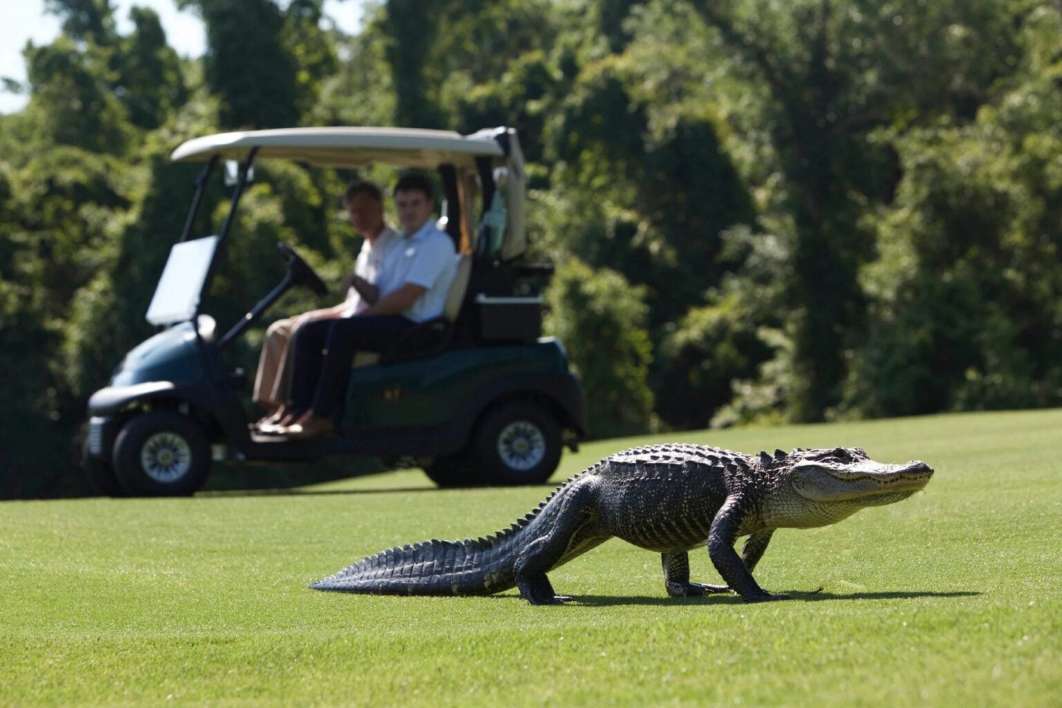 Dangerous animal condition in golf: What do the Rules of Golf say ...