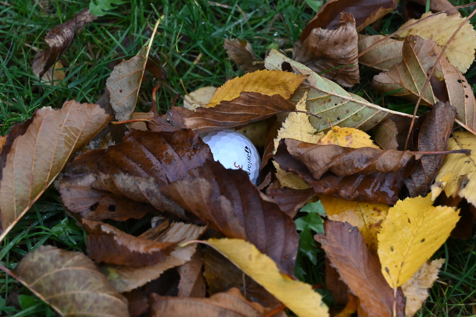 Is there a leaf rule in golf? | National Club Golfer