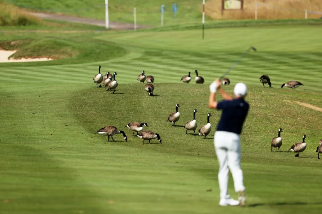 Golf ball picked up by an animal? Here's what the Rules of Golf say