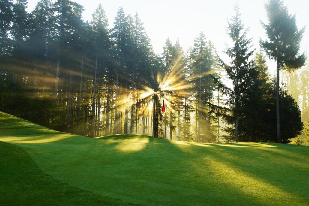 Removing trees on a golf course: The dilemma dividing clubs around the ...