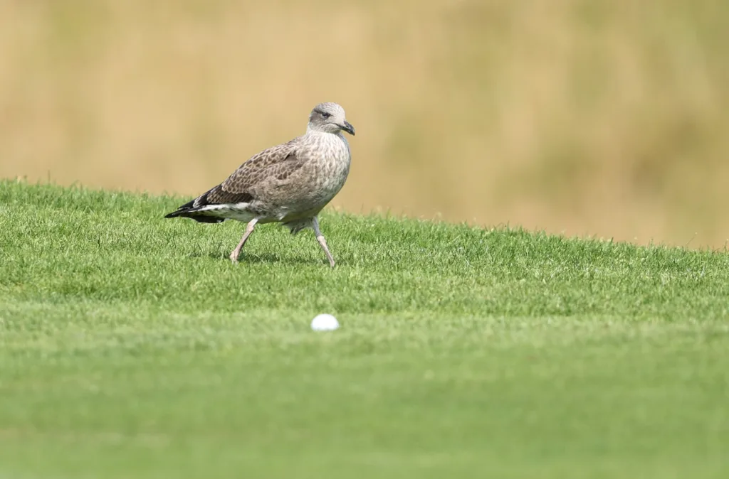 What is the outside influence rule in golf?