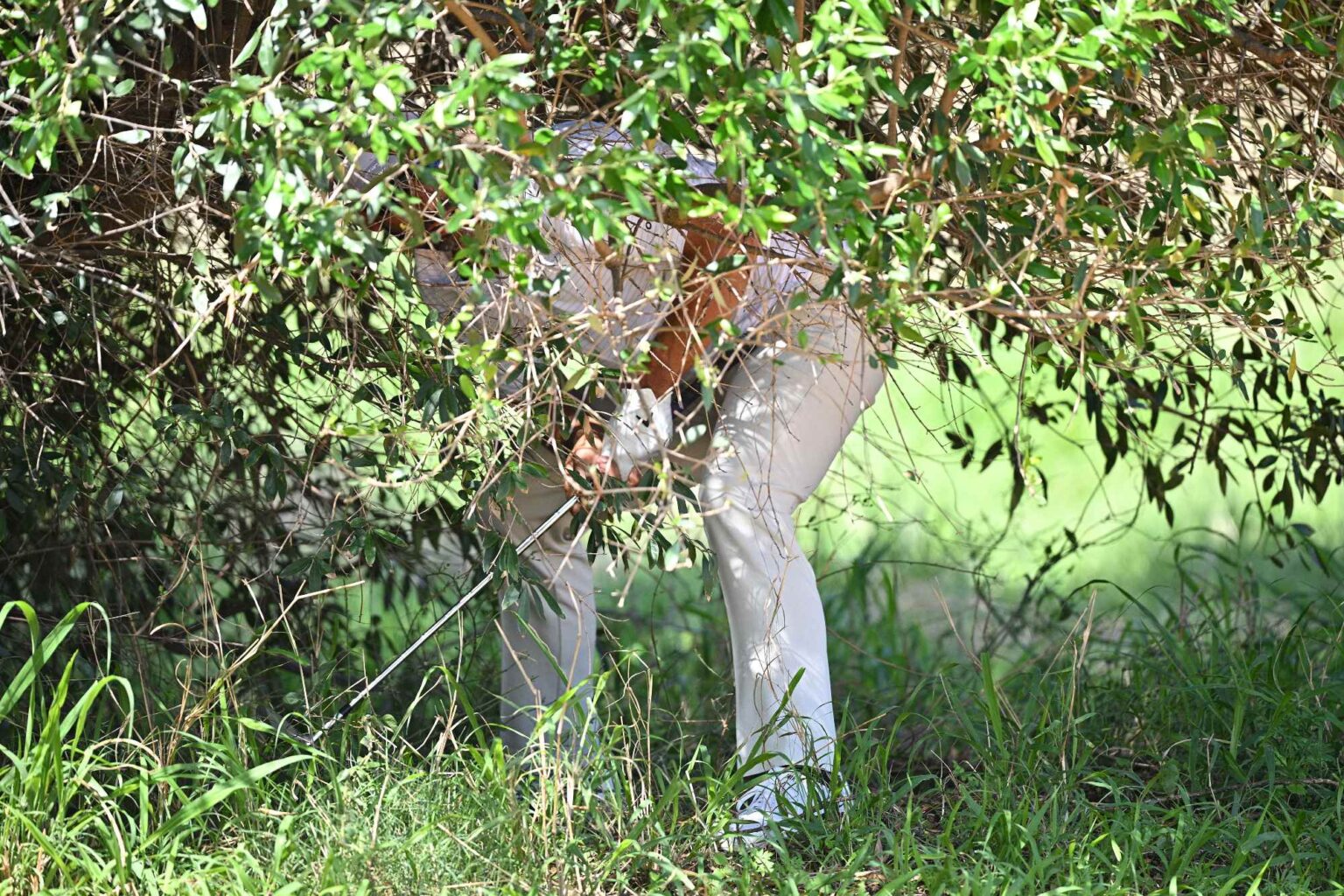 Taking a golf stance: Can you back into a tree? | National Club Golfer