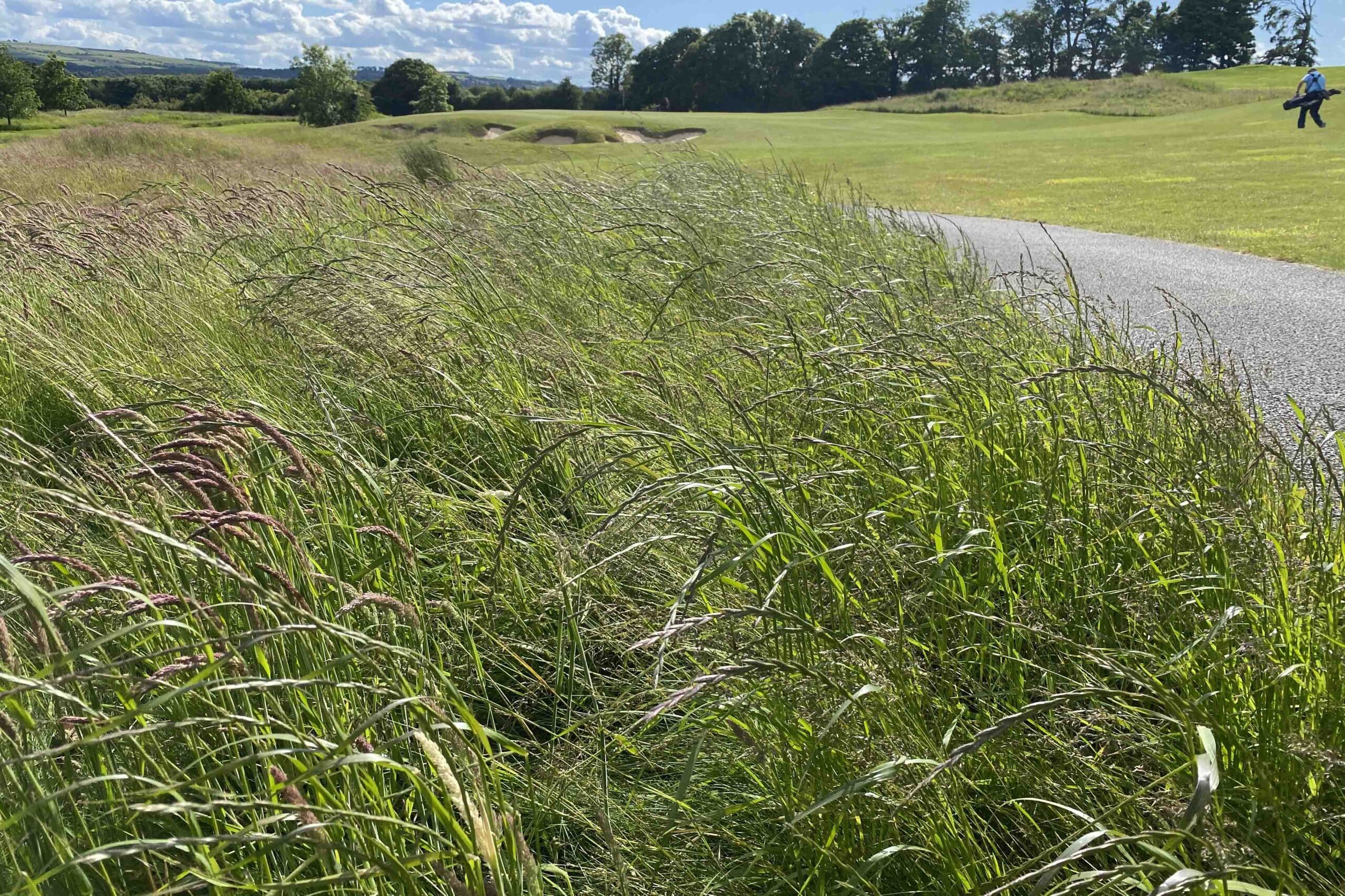 Golf course rough: Why you've been stuck in the thick stuff - National ...