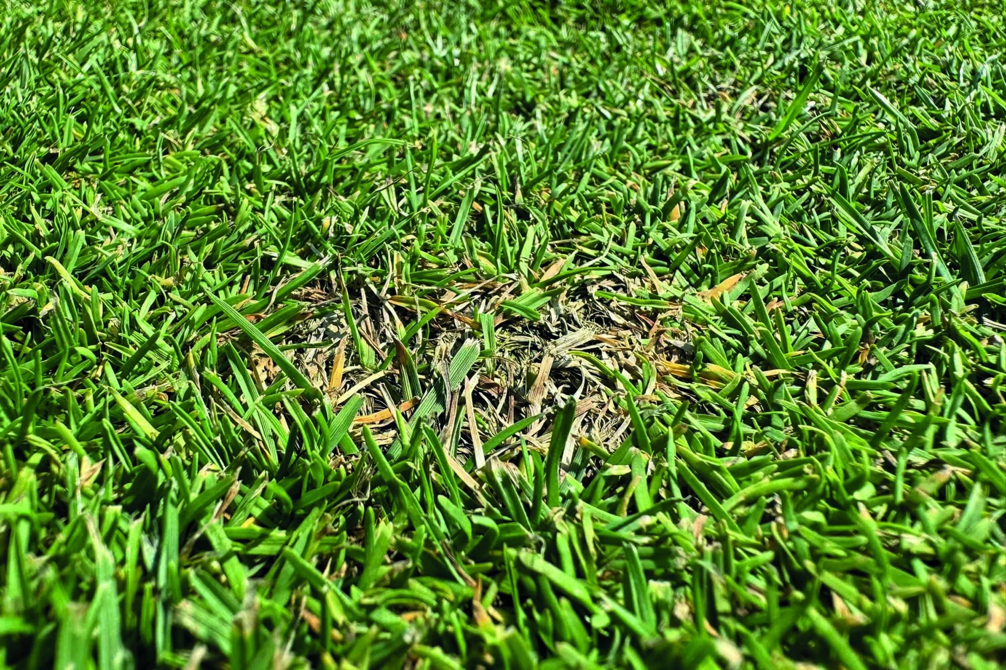 Dollar Spot: The disease that can wreck your golf course! - National ...