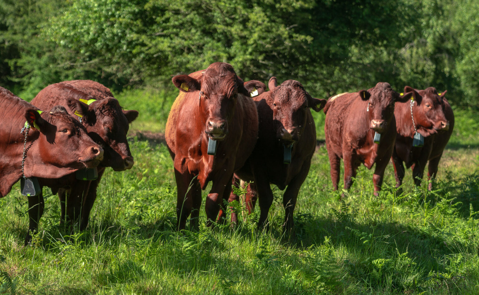 What do greenkeepers do EVERY DAY to prepare your greens? - National ...
