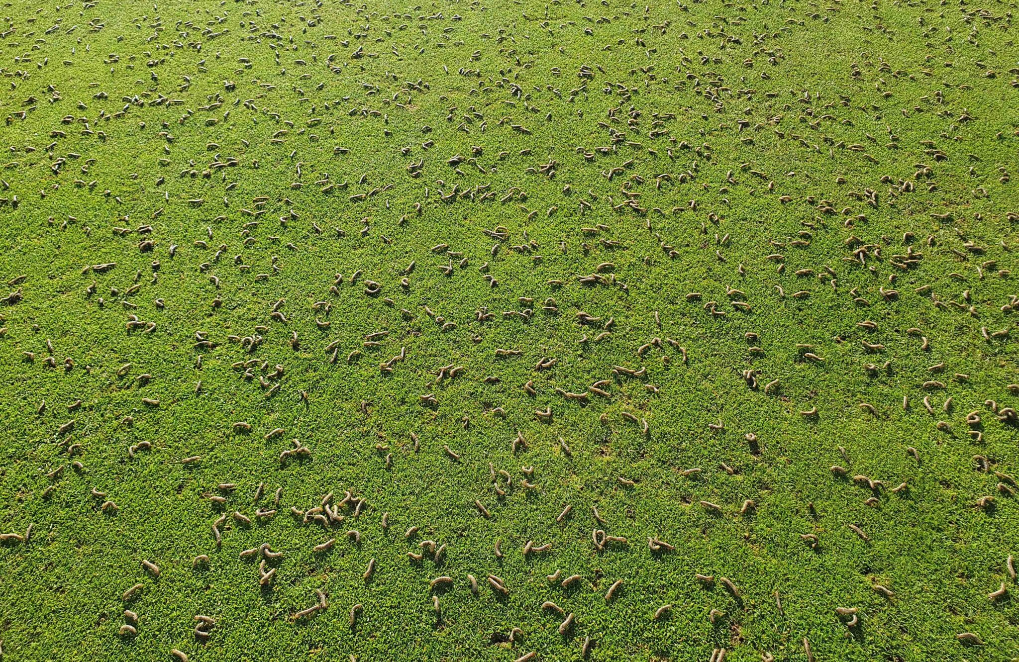 Is there anything that can be done to stop pests and diseases on our ...