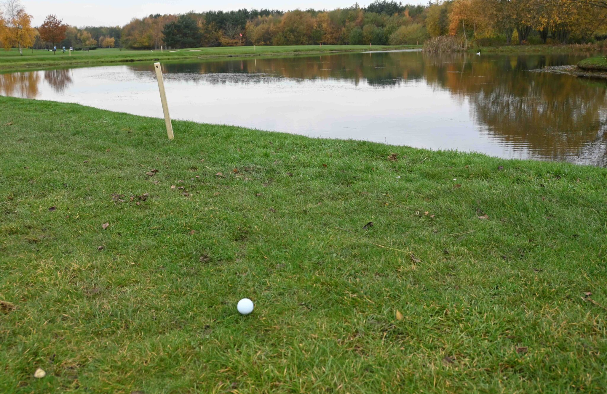 My ball rolled back into the water from yellow stakes – can I drop on ...