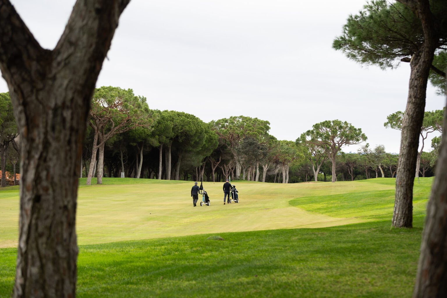 The Best Tour Edge Drivers 2026: Not just for senior golfers ...